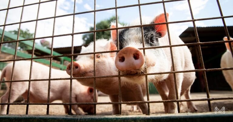 Start a Pig Farming Business: Top 15 Effective Methods