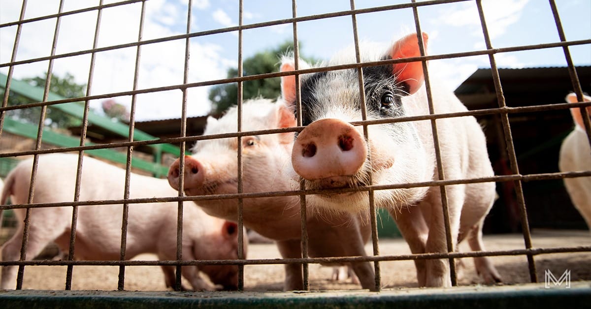 Start a Pig Farming Business: Top 15 Effective Methods