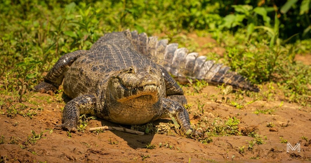 Starting a Profitable Crocodile Farm: 8 Comprehensive Guide